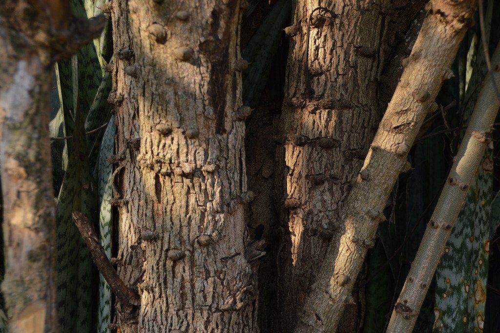 Creative Farmer Tree Seeds Brazil Wood Patamg Bakam Shade Tree ...