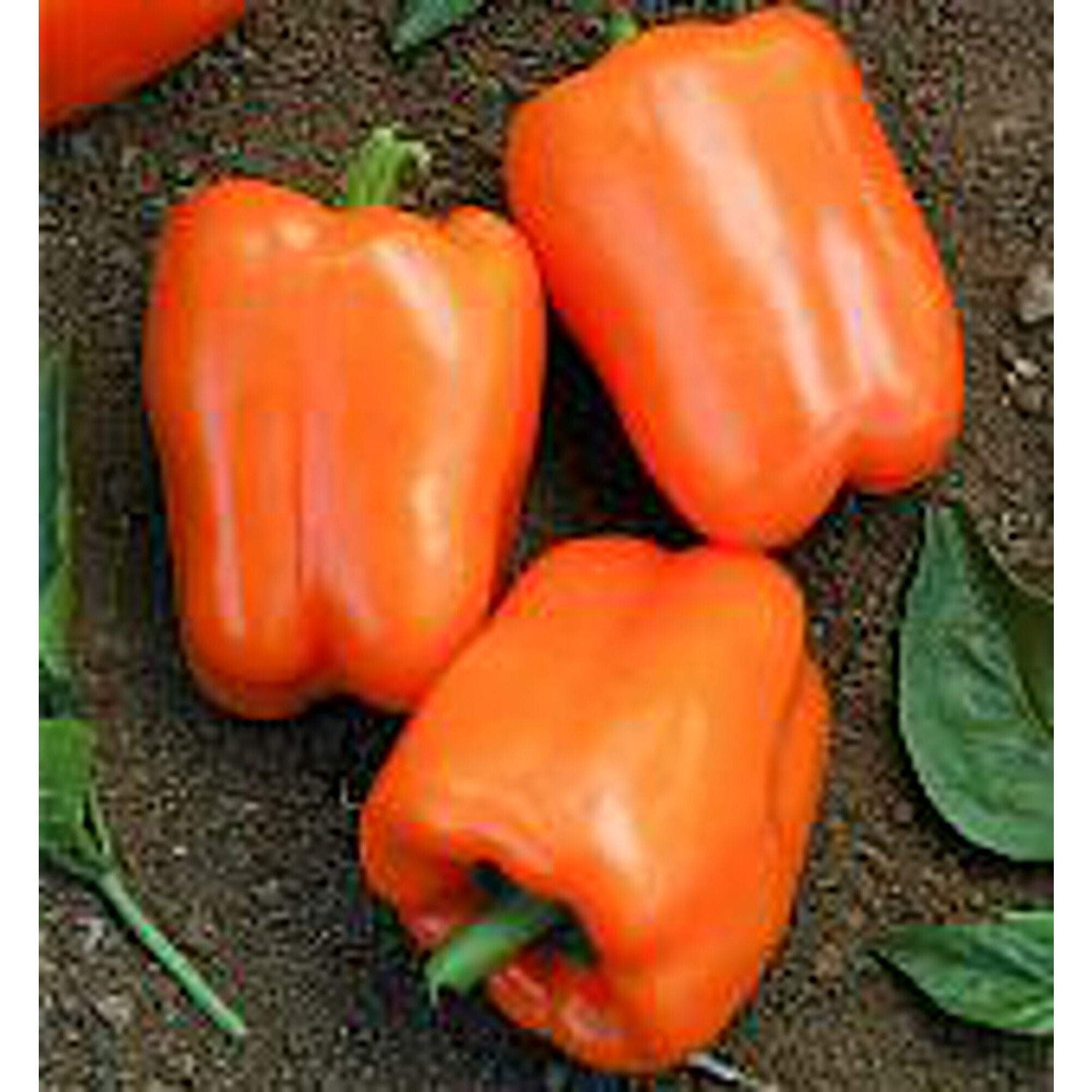 Amazon.com : Orange Blaze Sweet Peppers Seeds (50 Seed Packet)(Non GMO ...