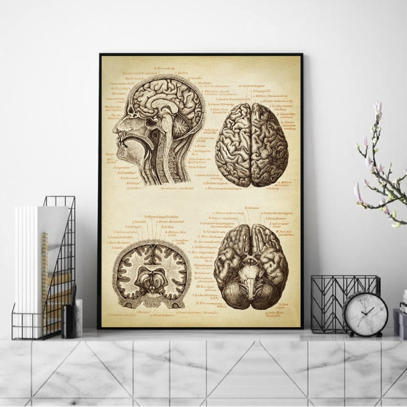 Hersenen Anatomie Behang