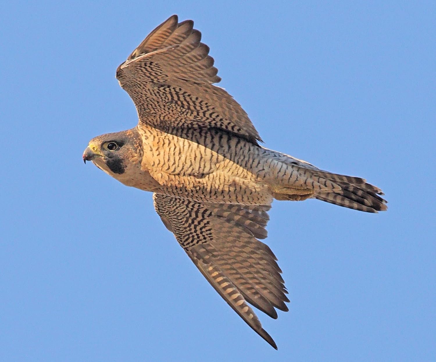 Amazon.com: ConversationPrints PEREGRINE FALCON GLOSSY POSTER PICTURE ...