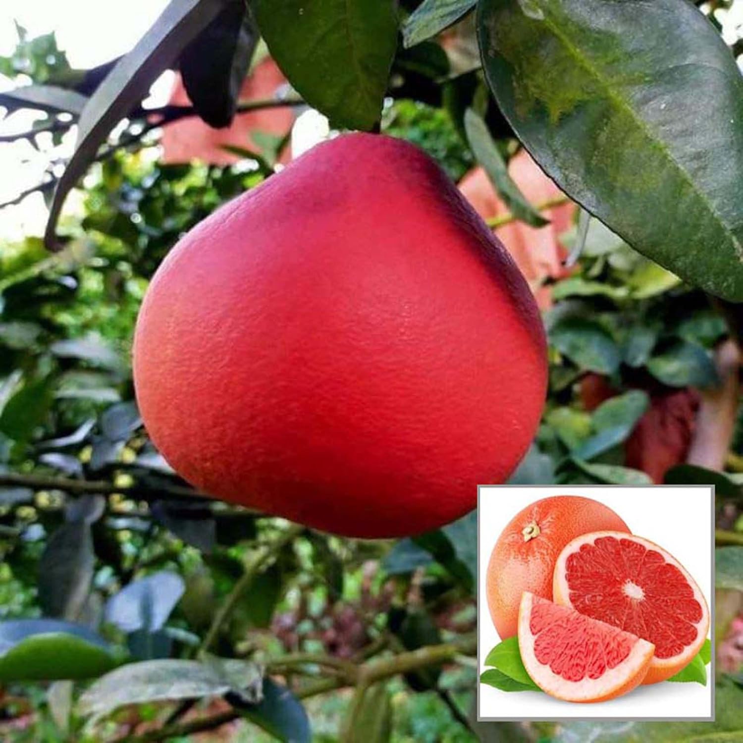 TAPOBON Red Pomelo Pummelo Grapefruit Chakotra Kambili Naranga Batabi Lebu Grafted Fruit Live ...