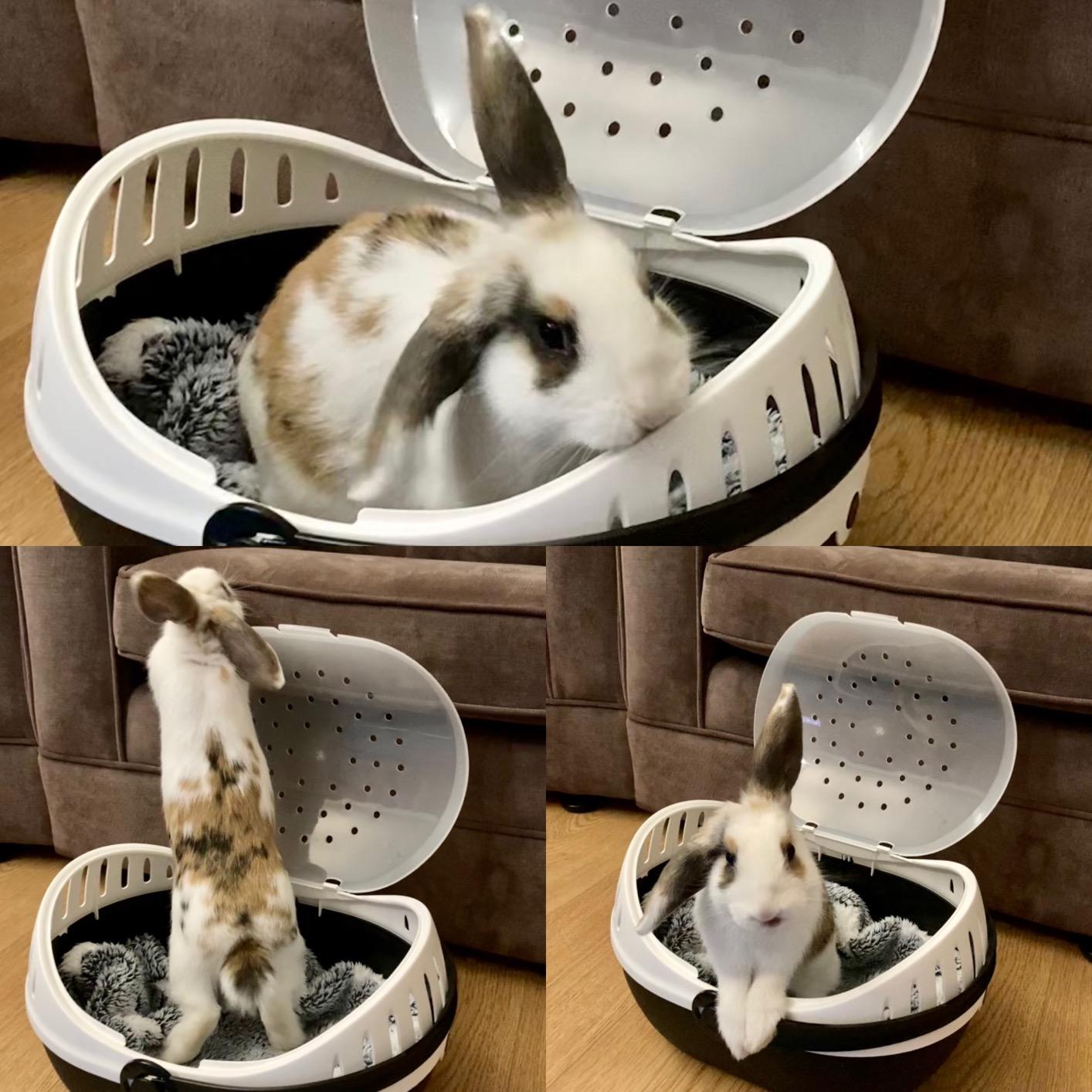 Nobby Transportbox for Rodents Elmo, Large : Amazon.co.uk: Pet Supplies