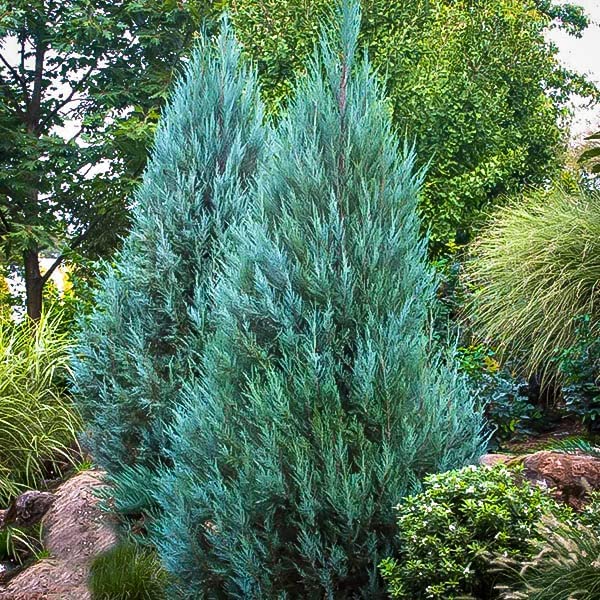 PLNZLY Juniper Blue Ornamental Plants (Pack of 2) - Live Plants Enhance ...