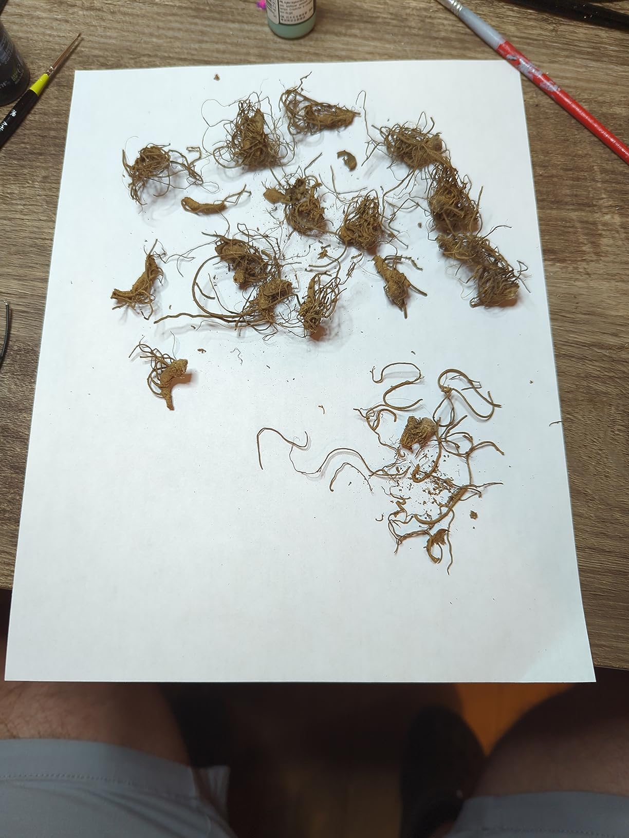 $2/mo - Finance Miniature Root Vine Vegetation Train Root Model Scene ...