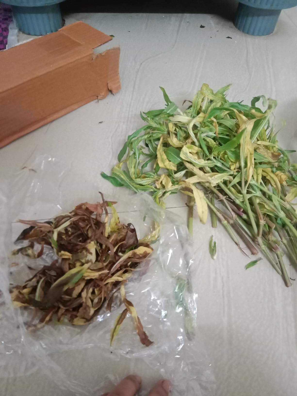 Gachwala Kulekhara Plant Leaves - (20 to 25 Cutting Stem) Kokilaksha ...