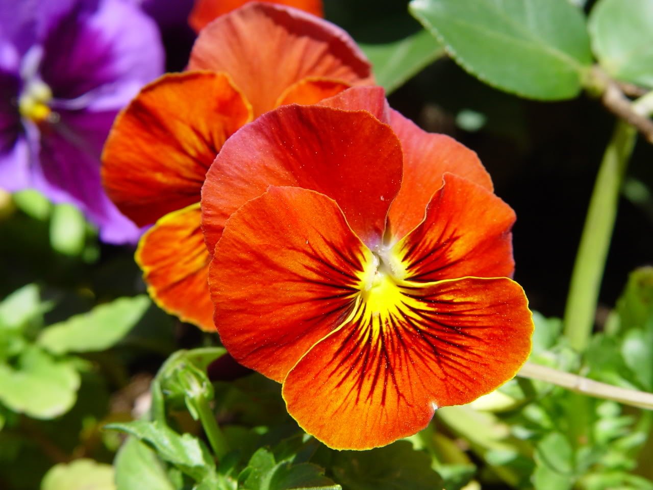 Red Pansy Flower