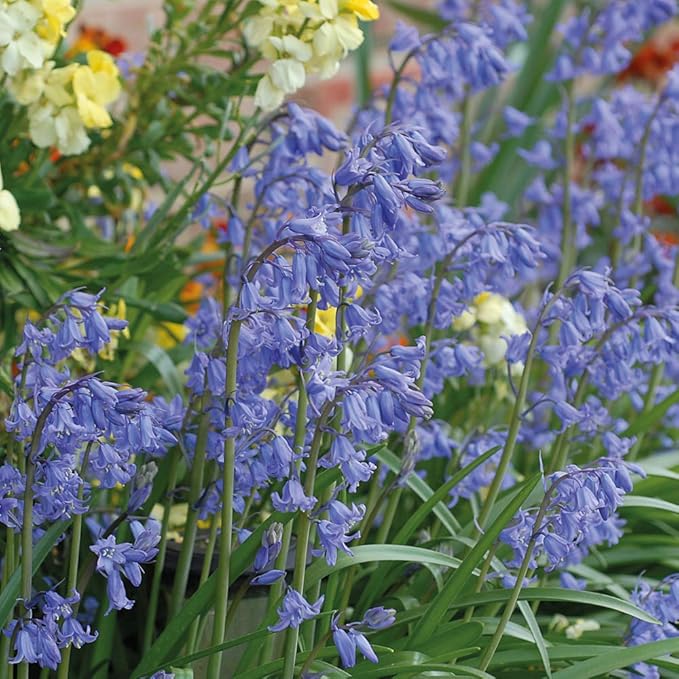 English Bluebell Outdoor Scented Flower Bulbs with First Year Flowering ...