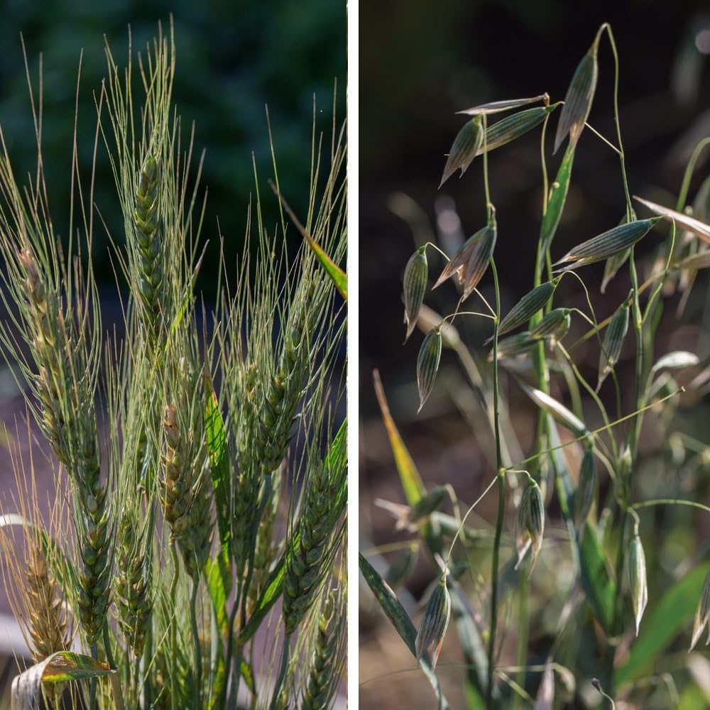 Amazon.com : Burpee Buddies Herb Seed Collection Seeds 2 packets of ...