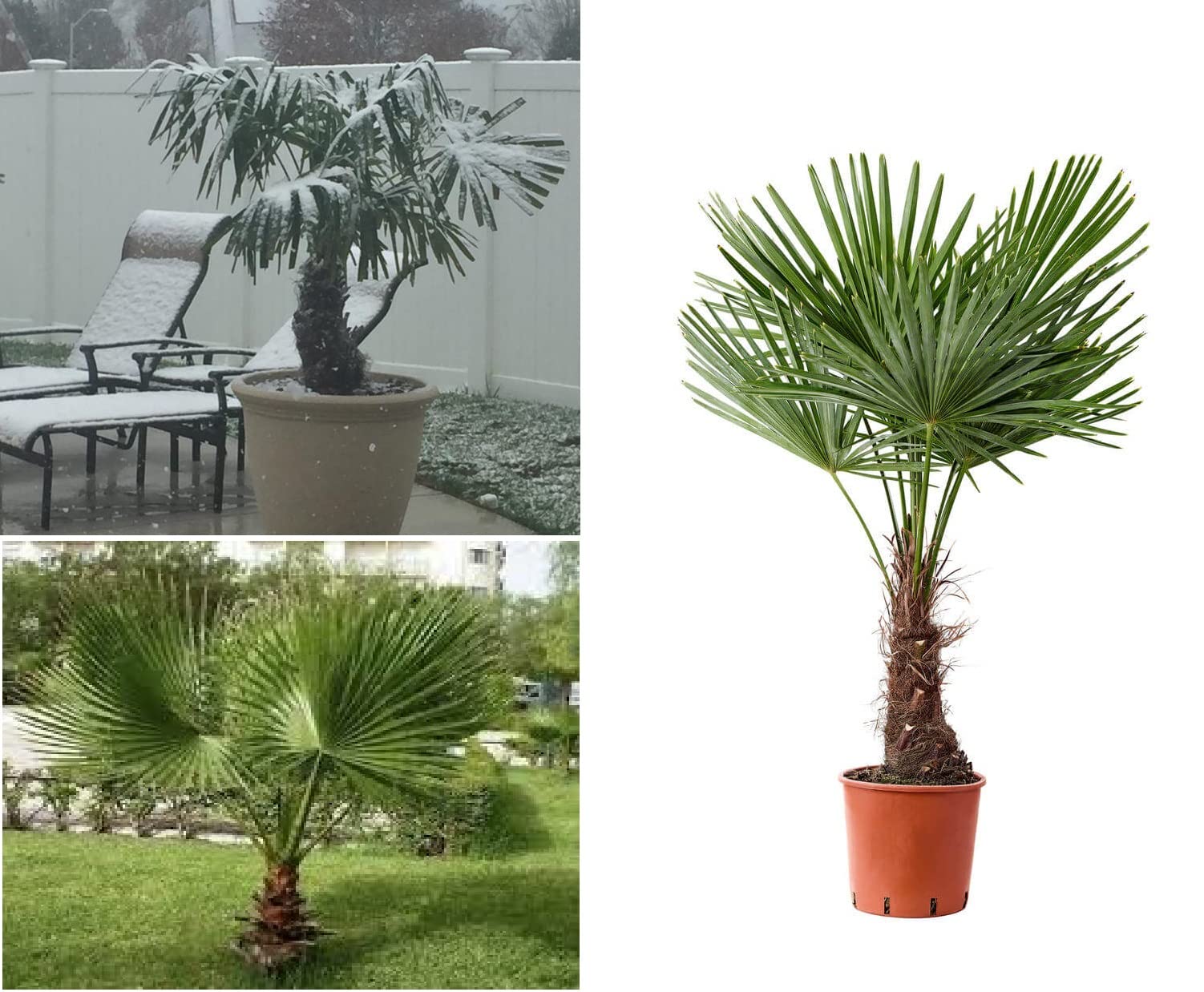 Windmill Palm Seeds 20+ Trachycarpus Fortunei Hardy : Amazon.co.uk: Garden