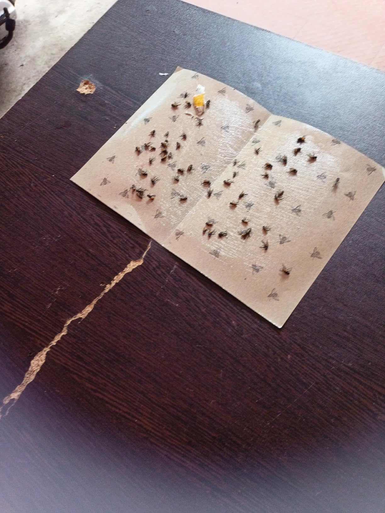 Mejor Fly Killer Sticker for Home - Fly Trap Sticker Paper for Home ...