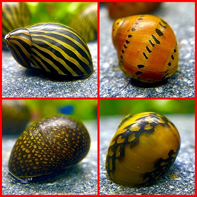 WaterPlants Rennschnecken Mix, Aquarium Rennschnecke, 4 Stück je Sorte ...