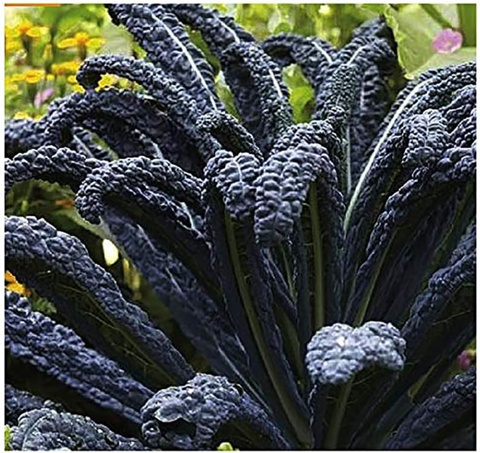 Amazon.com : Black Magic Dinosaur Kale Seeds - 2 Feet Long Leaves ...