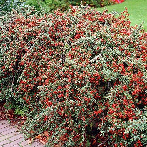GardenersDream 5 x Cotoneaster Horizontalis Plants - Outdoor Garden Ready Hardy Shrubs ...