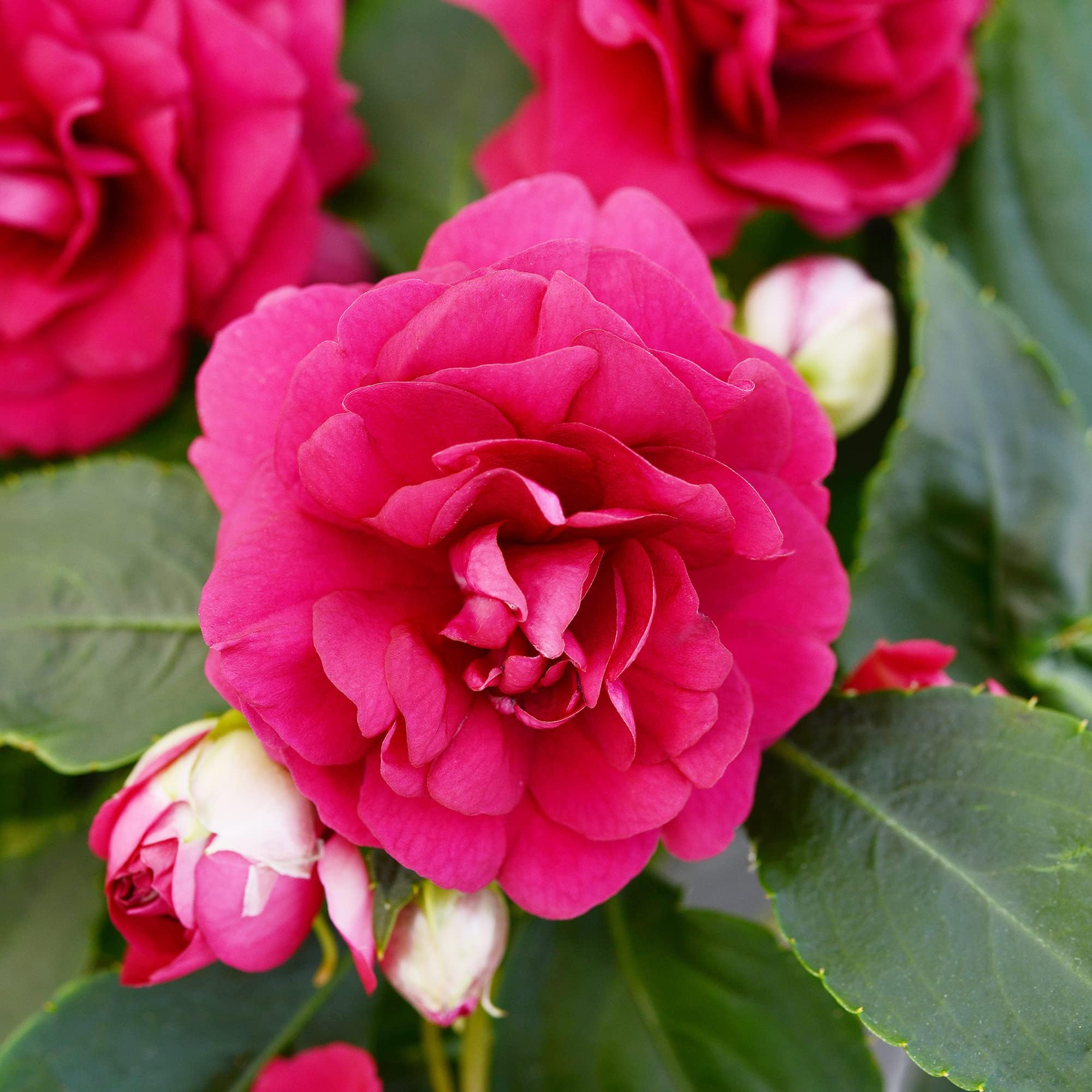 Amazon.com : Double Impatiens Seeds Well-Branched Perennial Grow as ...