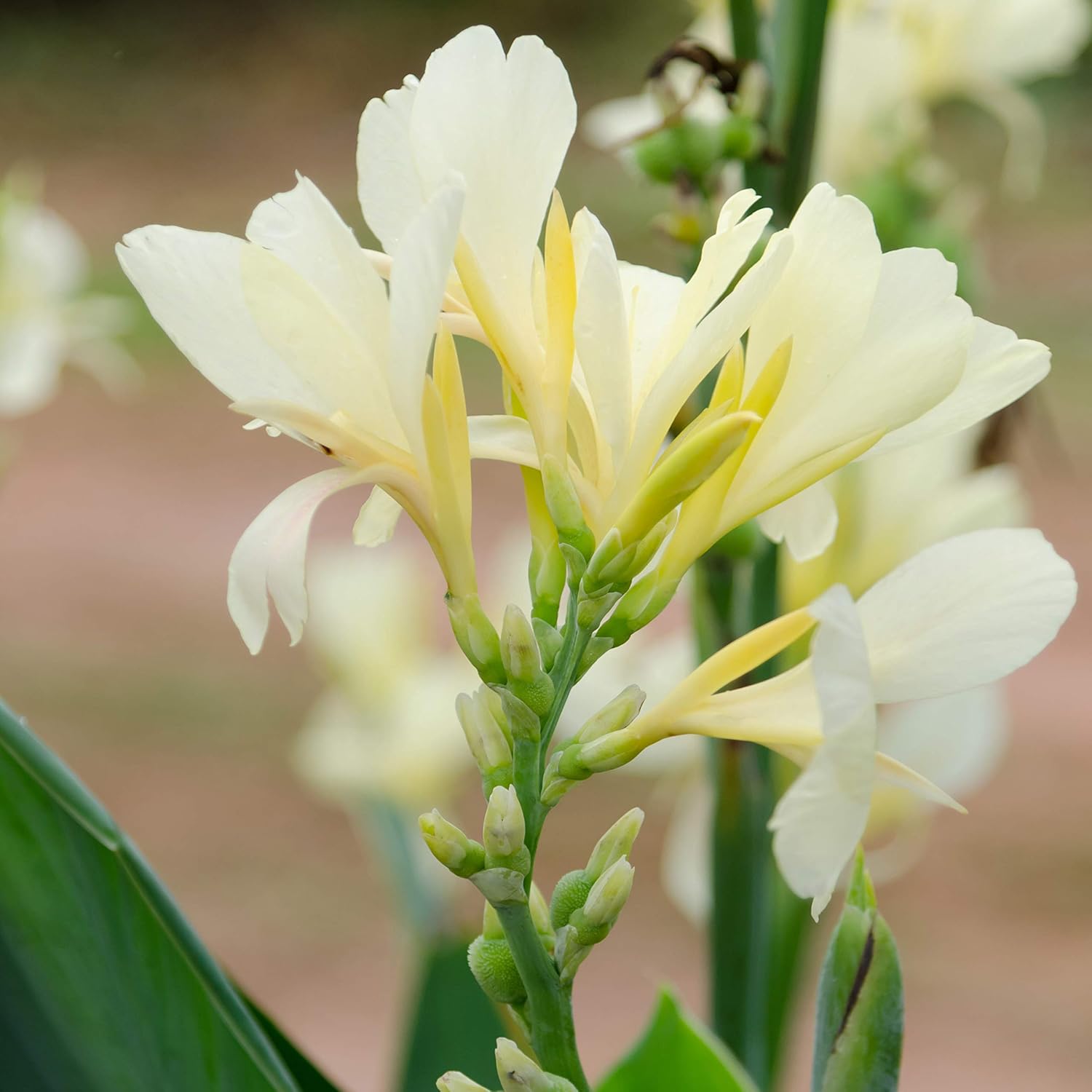 Amazon.com : Outsidepride White Canna Lily Flower Seeds - 10 Pcs ...
