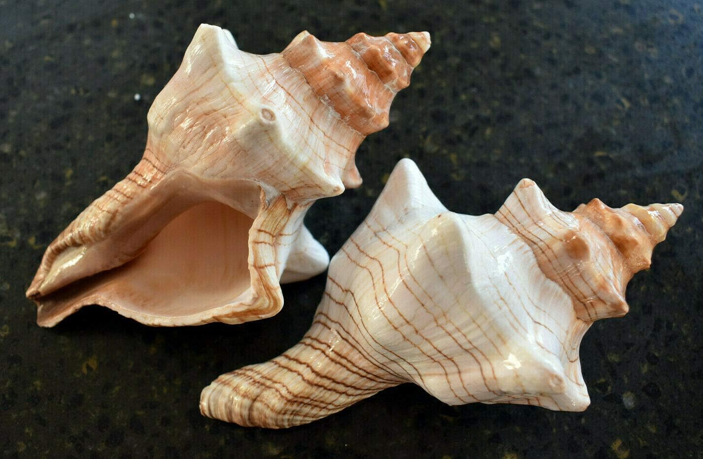 Amazon.com: 6 Striped Fox Conch Shells Seashell (Trapezium Horse Conch ...