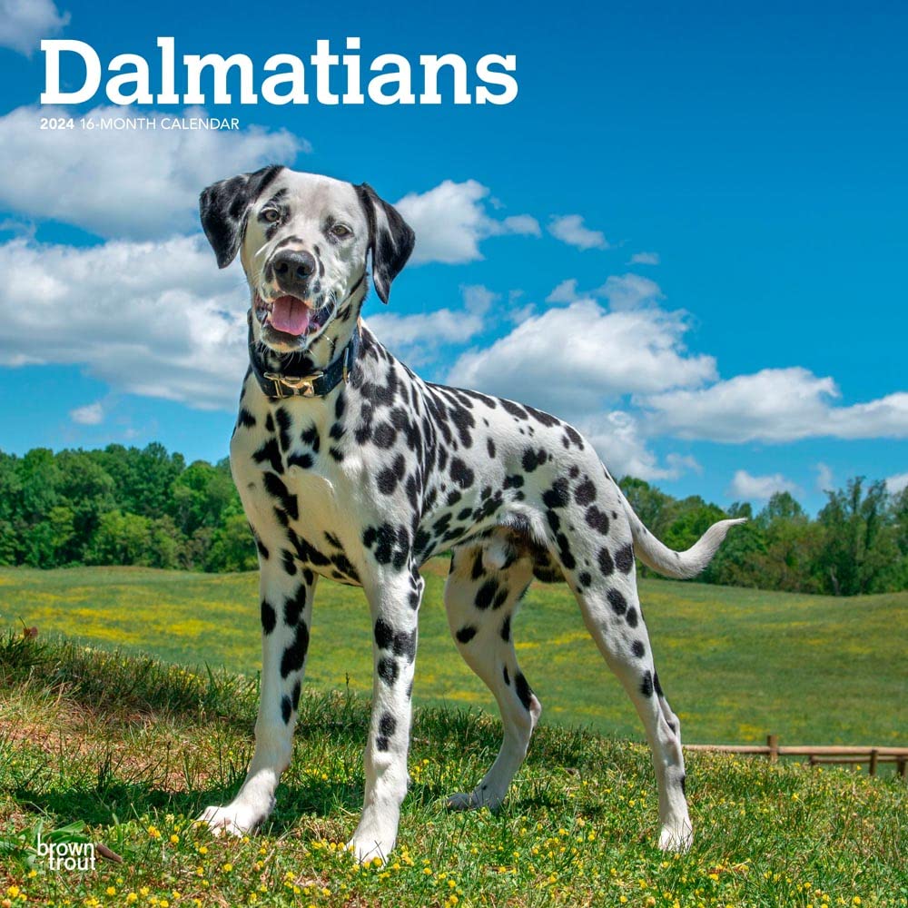 Dalmatians | 2024 12 x 24 Inch Monthly Square Wall Calendar ...