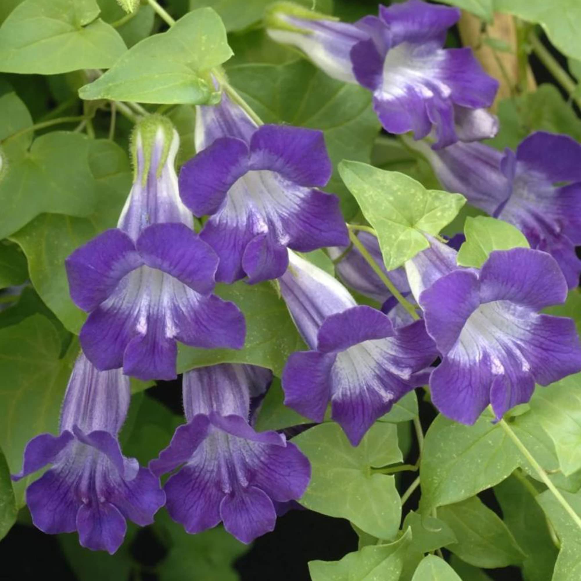 Plant Profile Asarina Scandens The Frustrated Gardener
