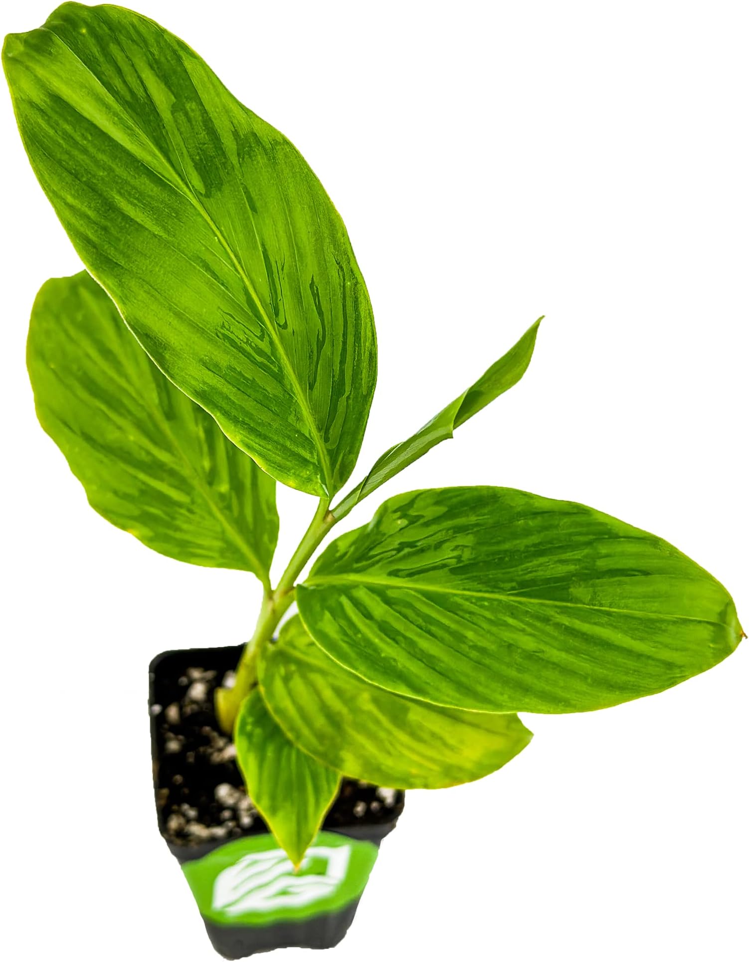 Amazon.com : Hawaiian Pink Ginger Roots Alpinia Purpurata1 Package KV1 ...