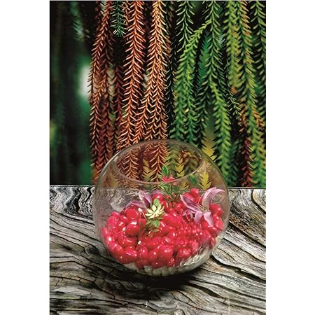 SHOBHANA ENTERPRISES Crystal Clear Glass Fish or Terrarium Round Bowl W ...