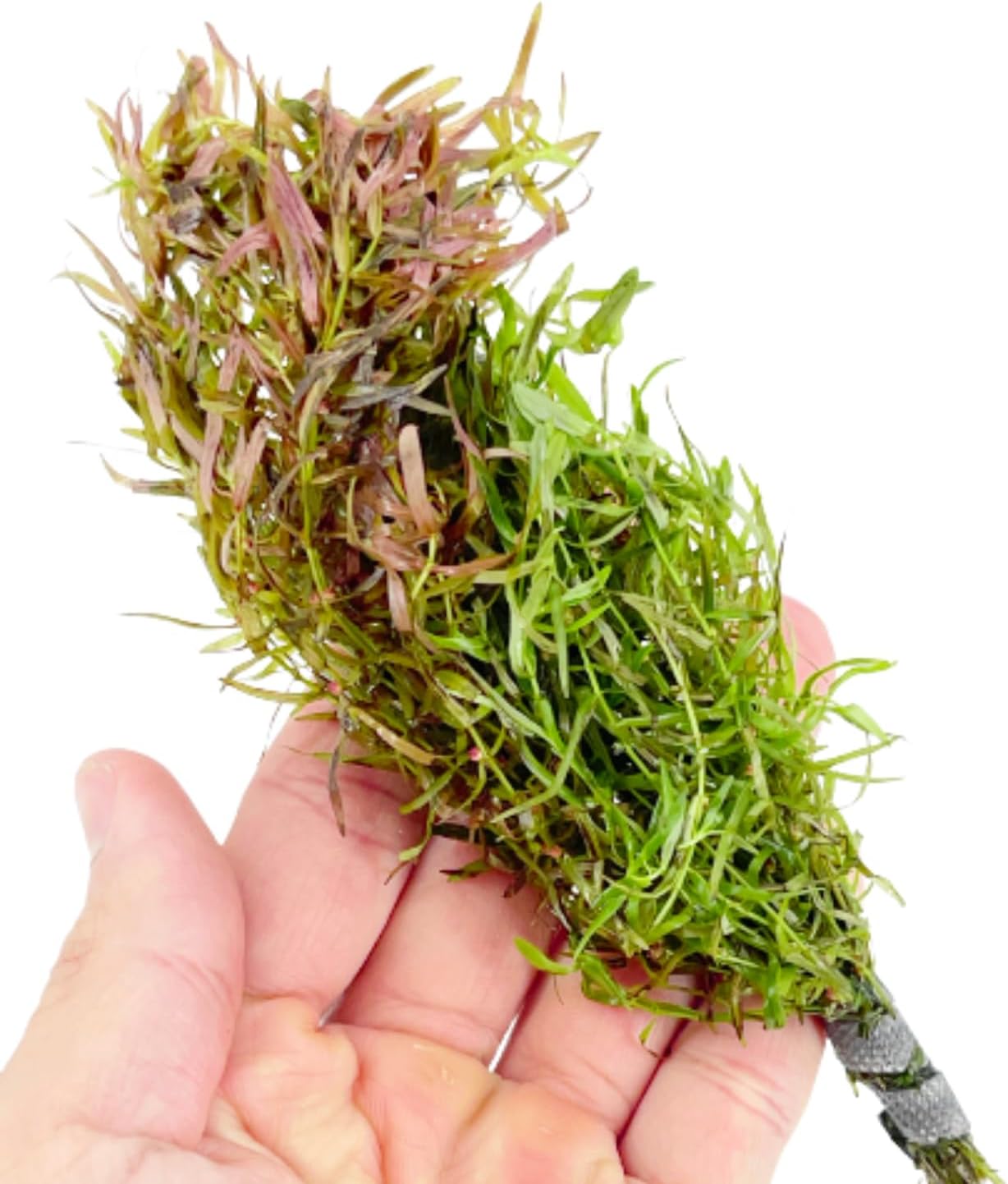 Amazon.com: Planterest - Didiplis Diandra Bundle US Grow Live Aquarium ...