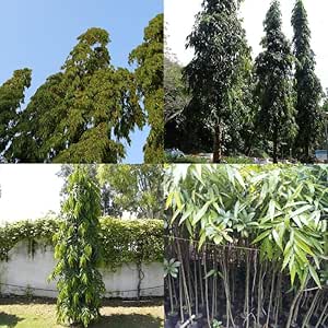 Debdaru live tree pack of 1 live plant : Amazon.in: Garden & Outdoors