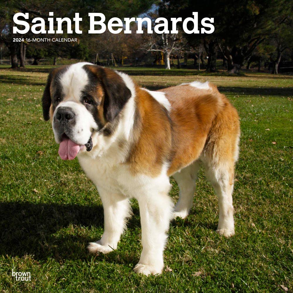 Saint Bernards | 2024 12 x 24 Inch Monthly Square Wall Calendar ...