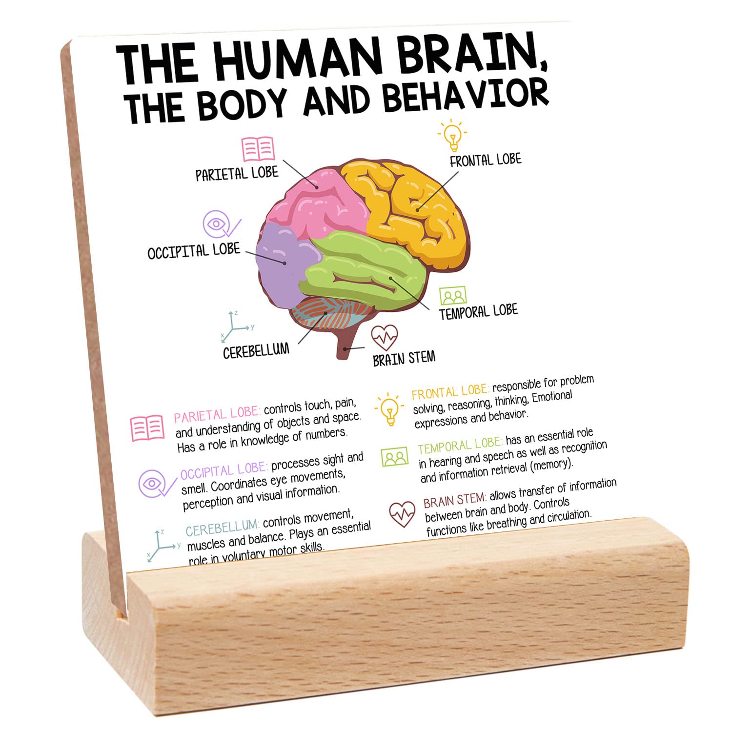 Amazon.com: Human Brain Body Behavior Teaching Sign, Gift for Teacher ...