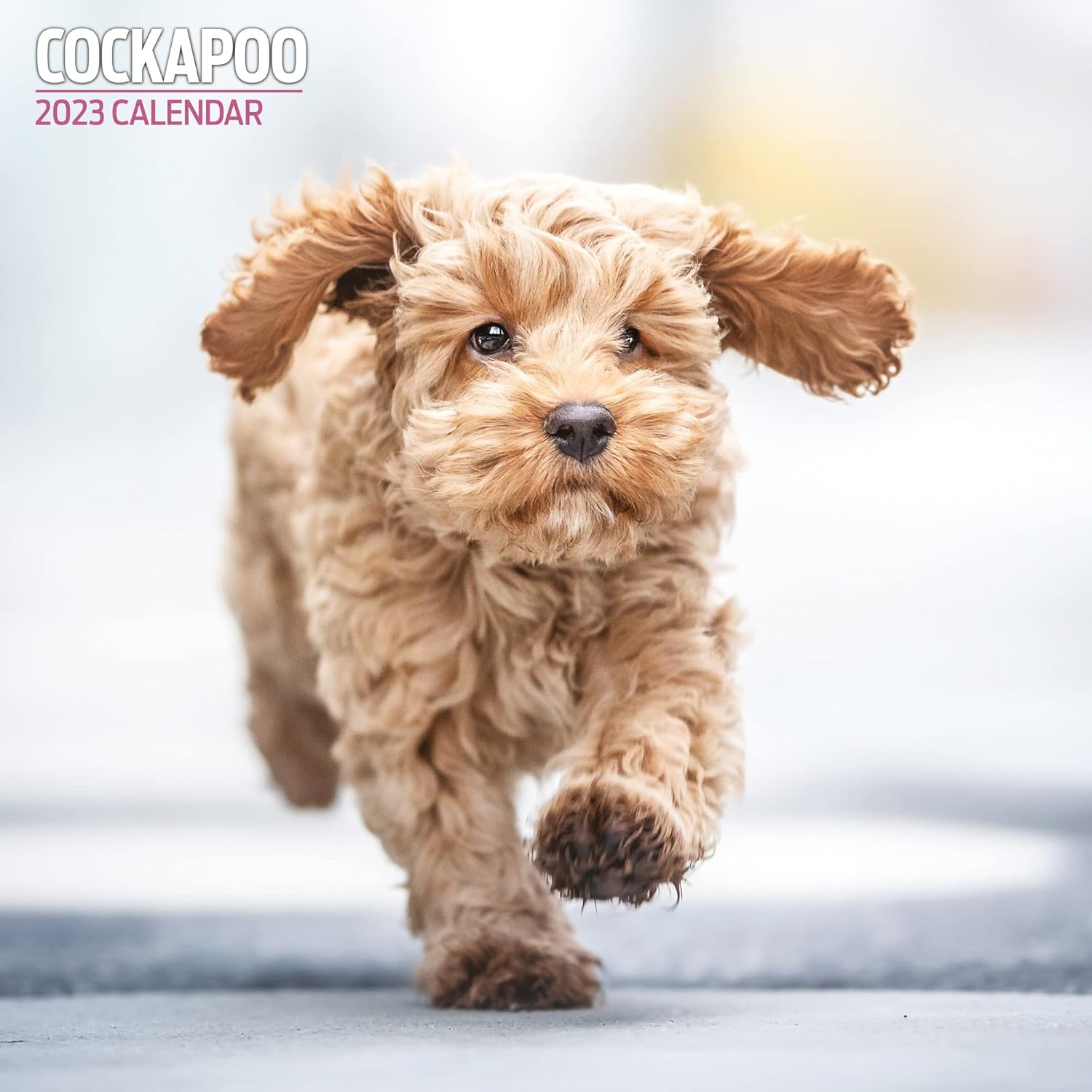 Amazon.com: Cockapoo 2023 Traditional Calendar : Office Products