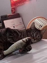 Amazon.com : Babula 2 Piece Cat Toys, Catnip Simulation Plush Fish Toy ...