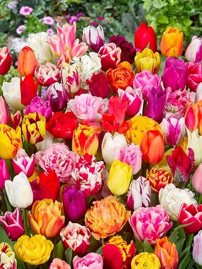 100x Fleurs coupees mélange - Bulbes à fleurs, floraison en été - BULBi ...