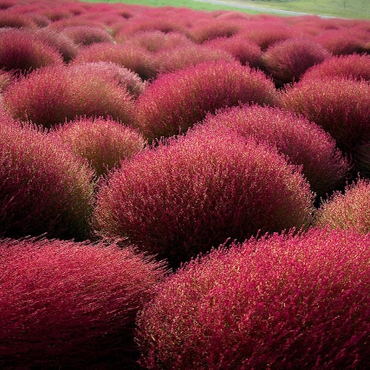 Amazon.com : Kochia Burning Bush Seeds (Kochia Trichophylla) (DSY) 100 ...