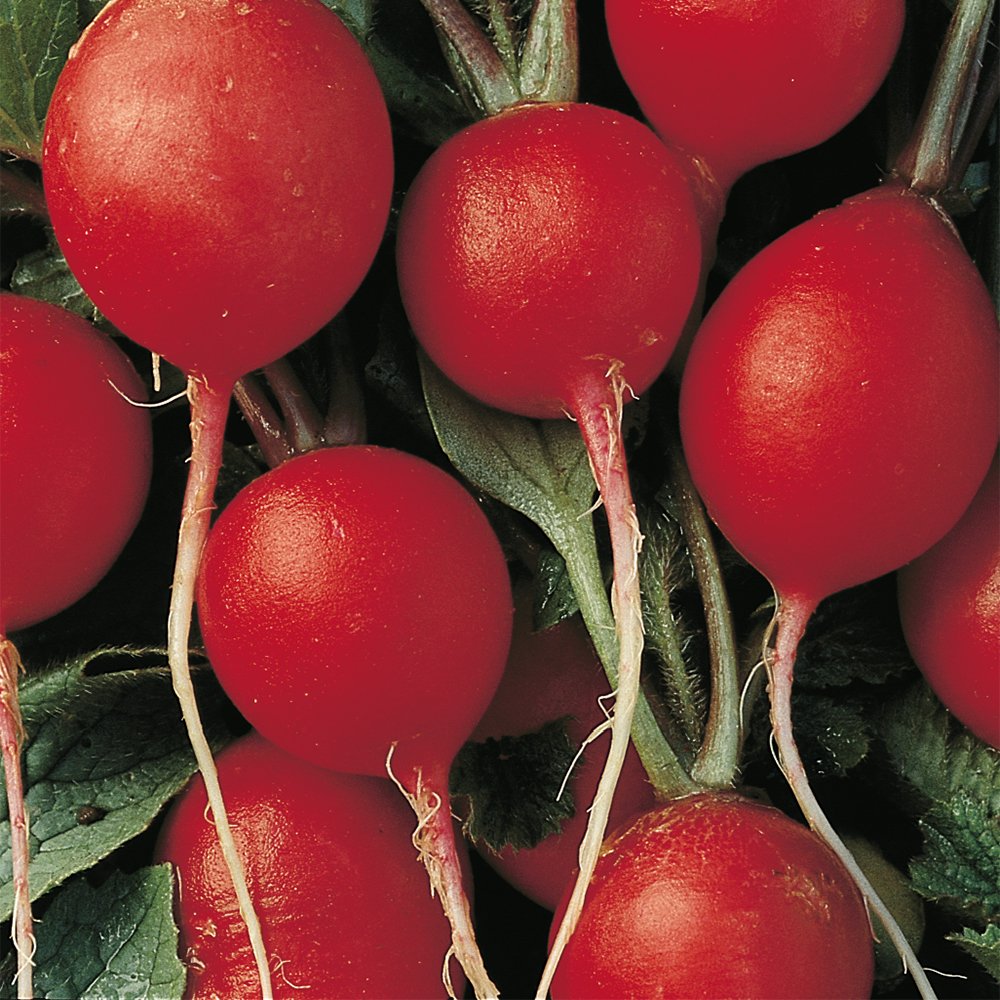 Red Radish Plant