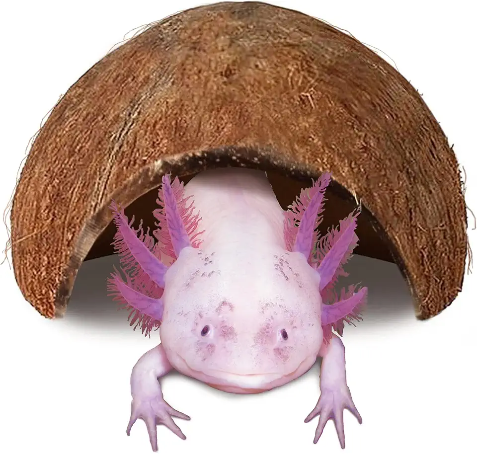 Exploring The Natural Habitat: Where Do Axolotles Live? | PetShun