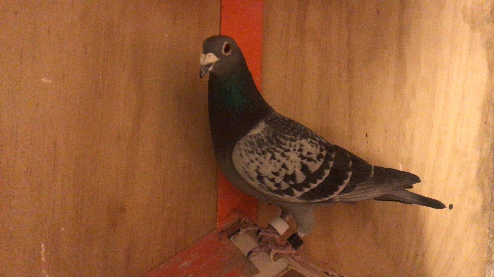 Amazon.com: SKYLEADER 2 GPS Pigeon Tracker Ring 5 Port Package ...