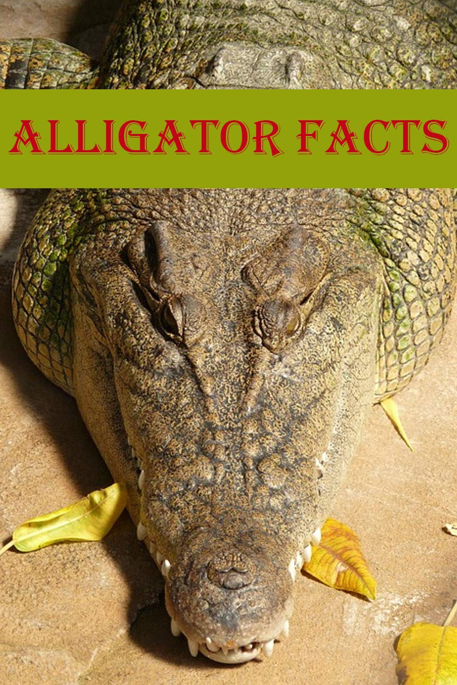 Alligator Facts: Photobook of Alligator Facts with real images and ...