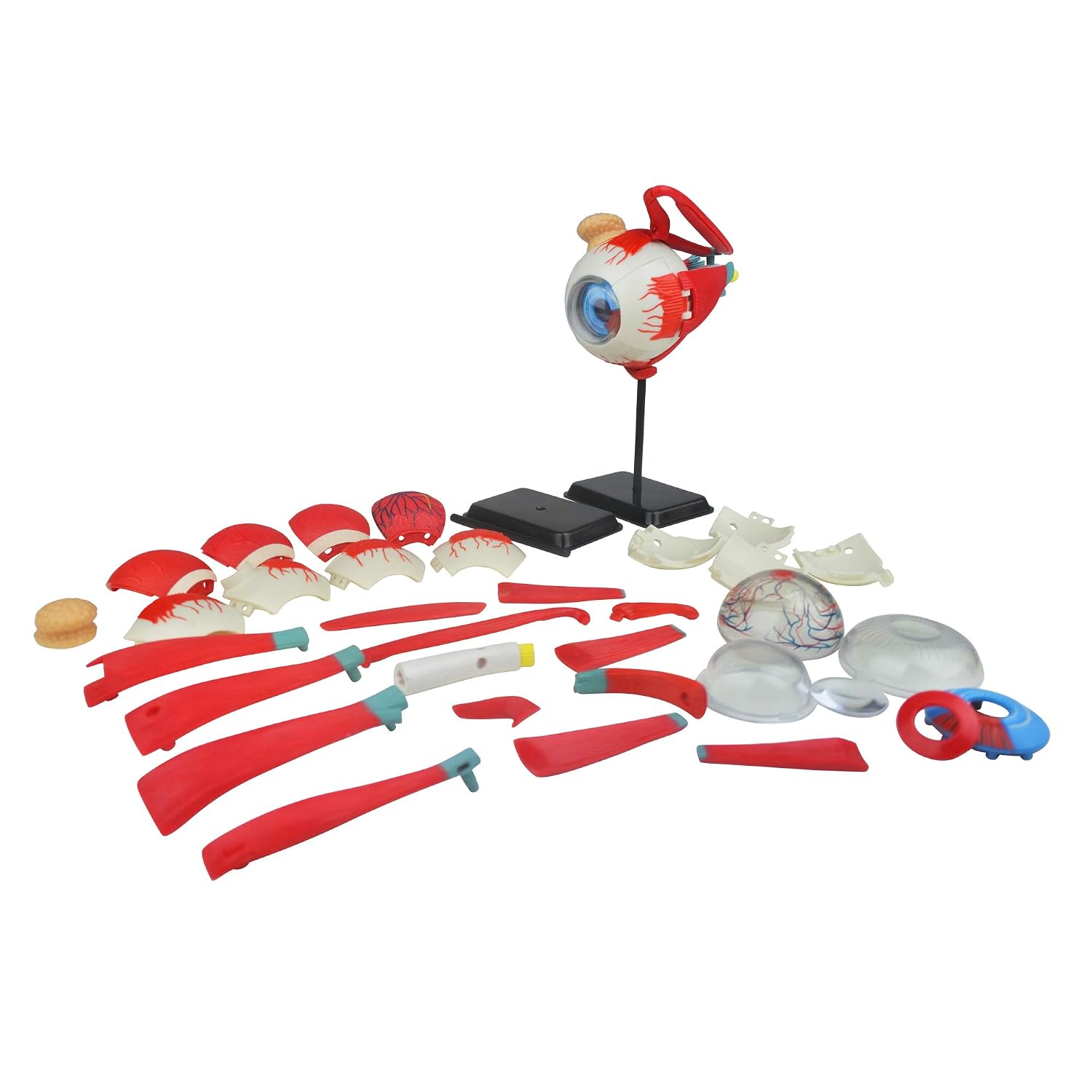 Human Anatomy Eye Model | 35 Piece 3D Human Eye Puzzle | Perfect For ...