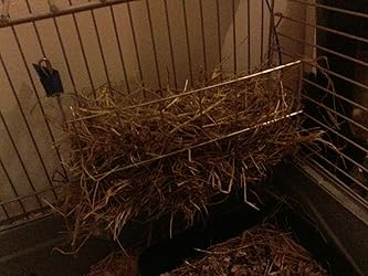 Kerbl Rack for Rabbits Galvanized, 30 cm : Amazon.co.uk: Pet Supplies