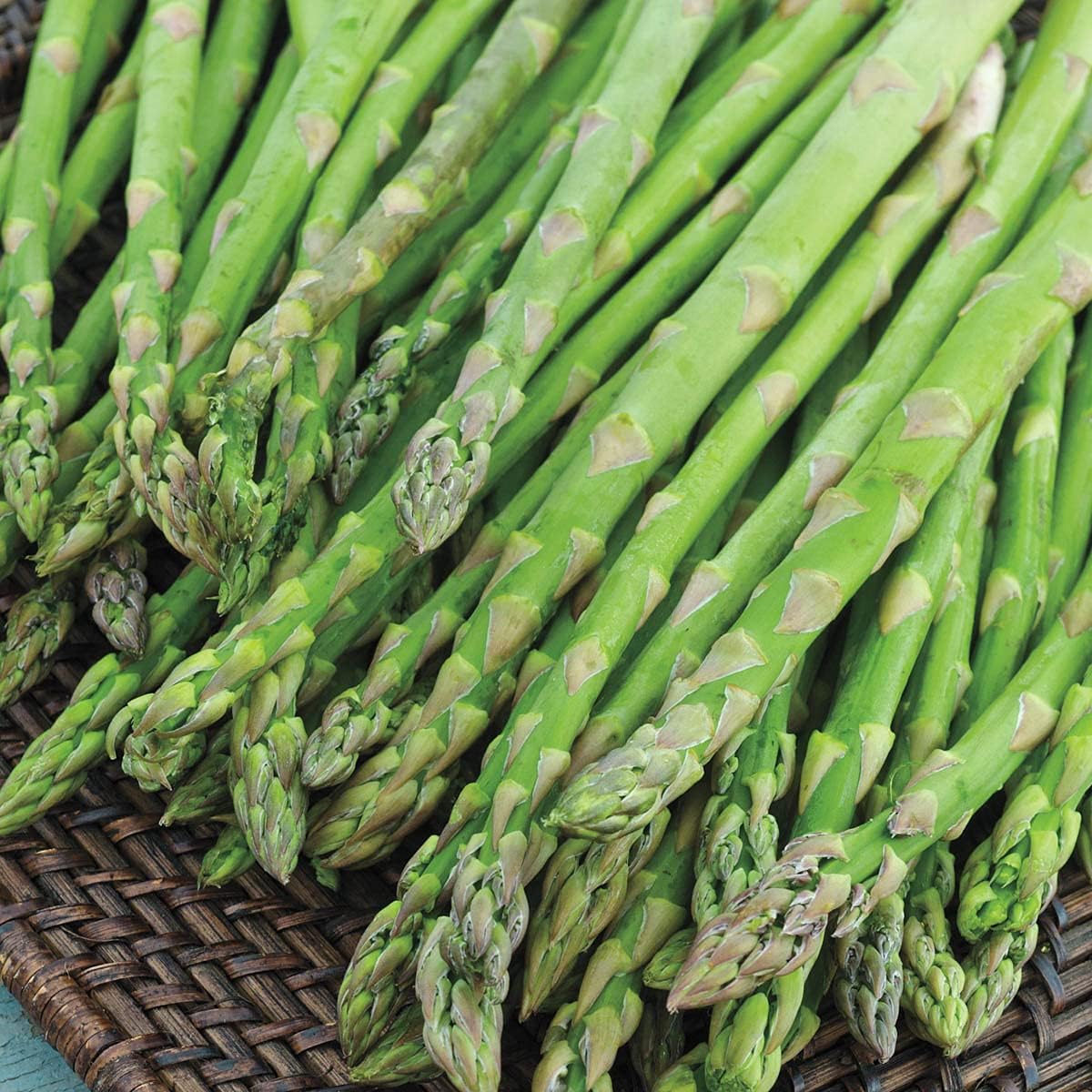 Amazon.com : GURNEY'S - Jersey Knight Hybrid Medium Asparagus, Dormant ...