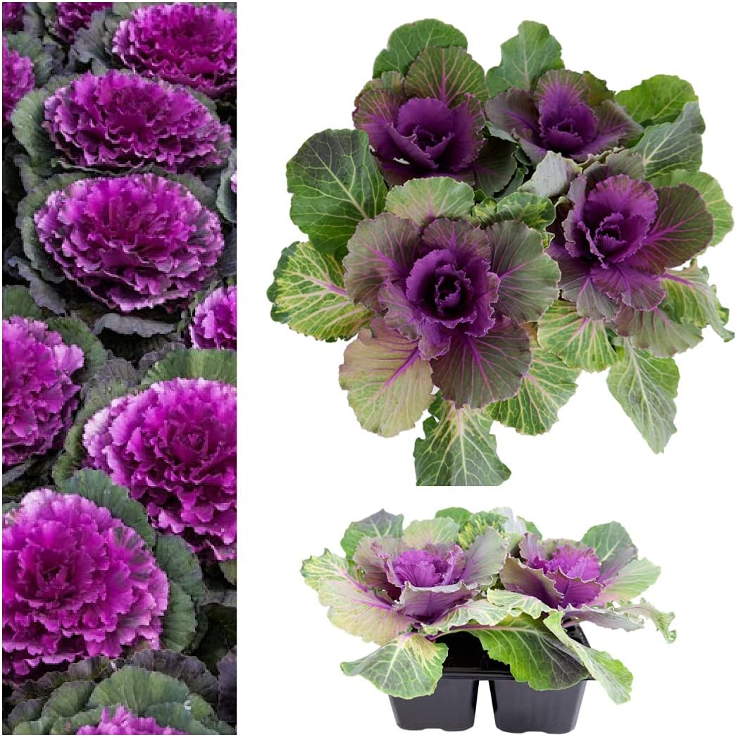 Ornamental Cabbage Red Pigeon - Pack Of 4 Plants – Decorative Cabbage ...