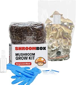 Kit de cultivo de hongos todo en uno ShroomBox | Bolsa de cultivo de ...
