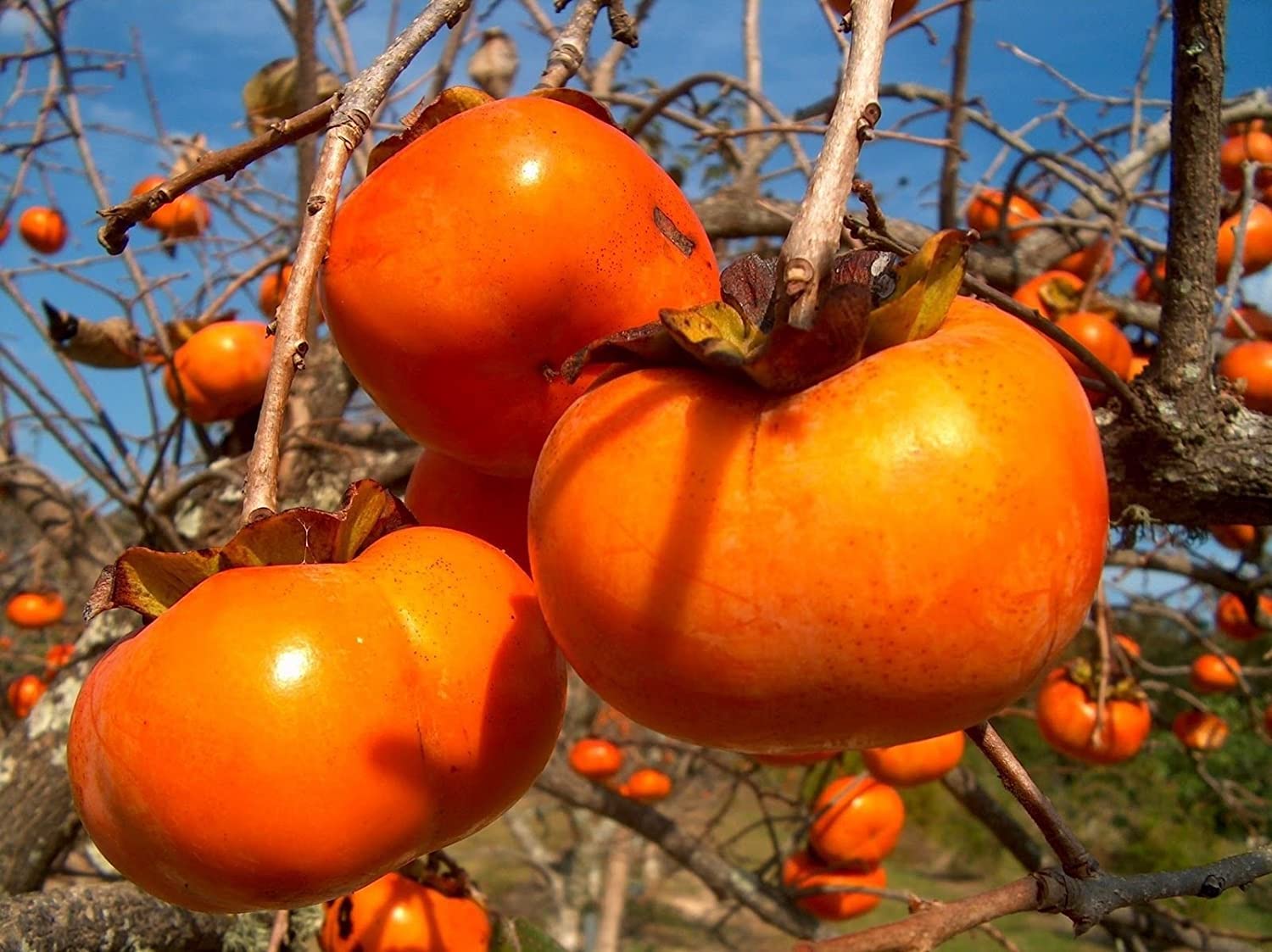 M-Tech Gardens Latest Exotic Diospyros kaki Persimmon Fruit 1 Healthy ...