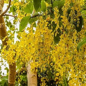 Amazon.com: Carpet Creeping 10+Yellow Shower Tree Seeds for Planting-Cassia Fistula Non GMO ...
