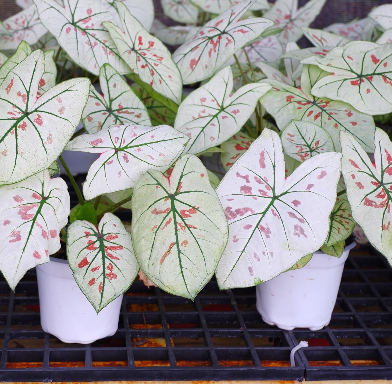 Amazon.com : 6 Cranberry Dreams Caladium Bulbs for Planting - Perennial ...