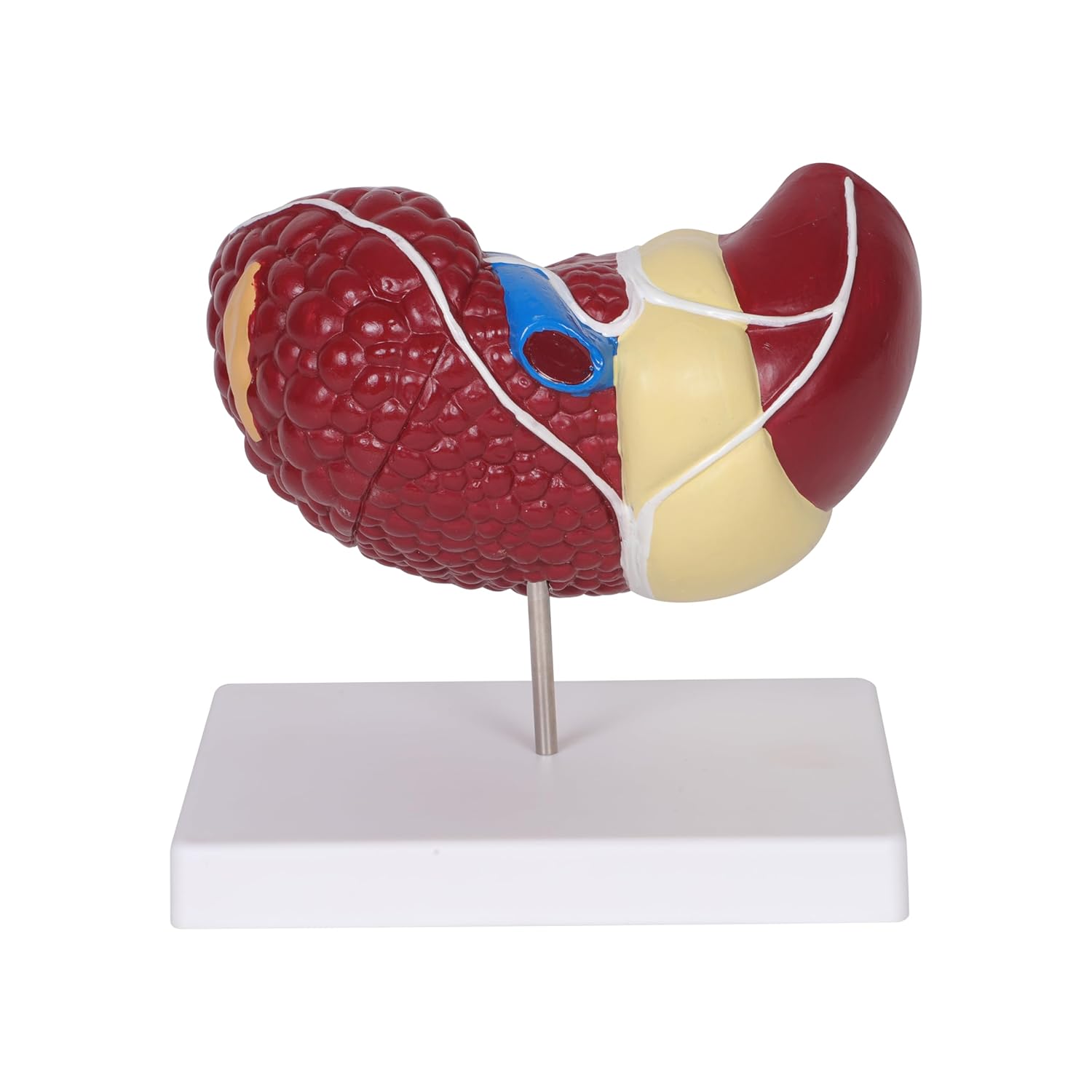 KKI Adult Human Full Size Liver Model Pathology Anatomy | Professional ...