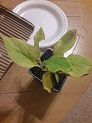 Amazon.com : Organic Comfrey Plant - Comphrey - Knitbone Plant ...