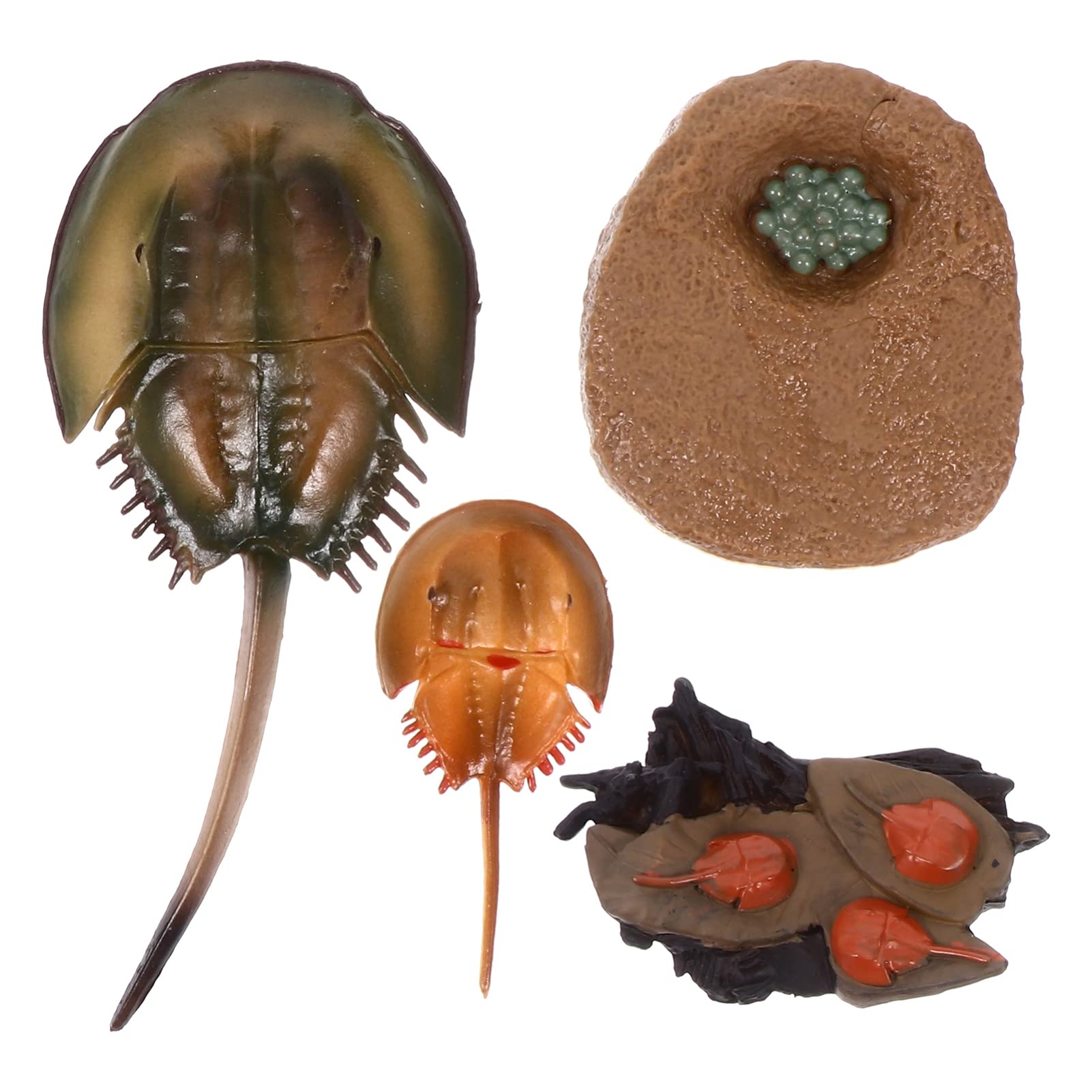 Buy TOYANDONA 1Sets Sea Animal Life Cycle Figurines of Horseshoe Crab ...