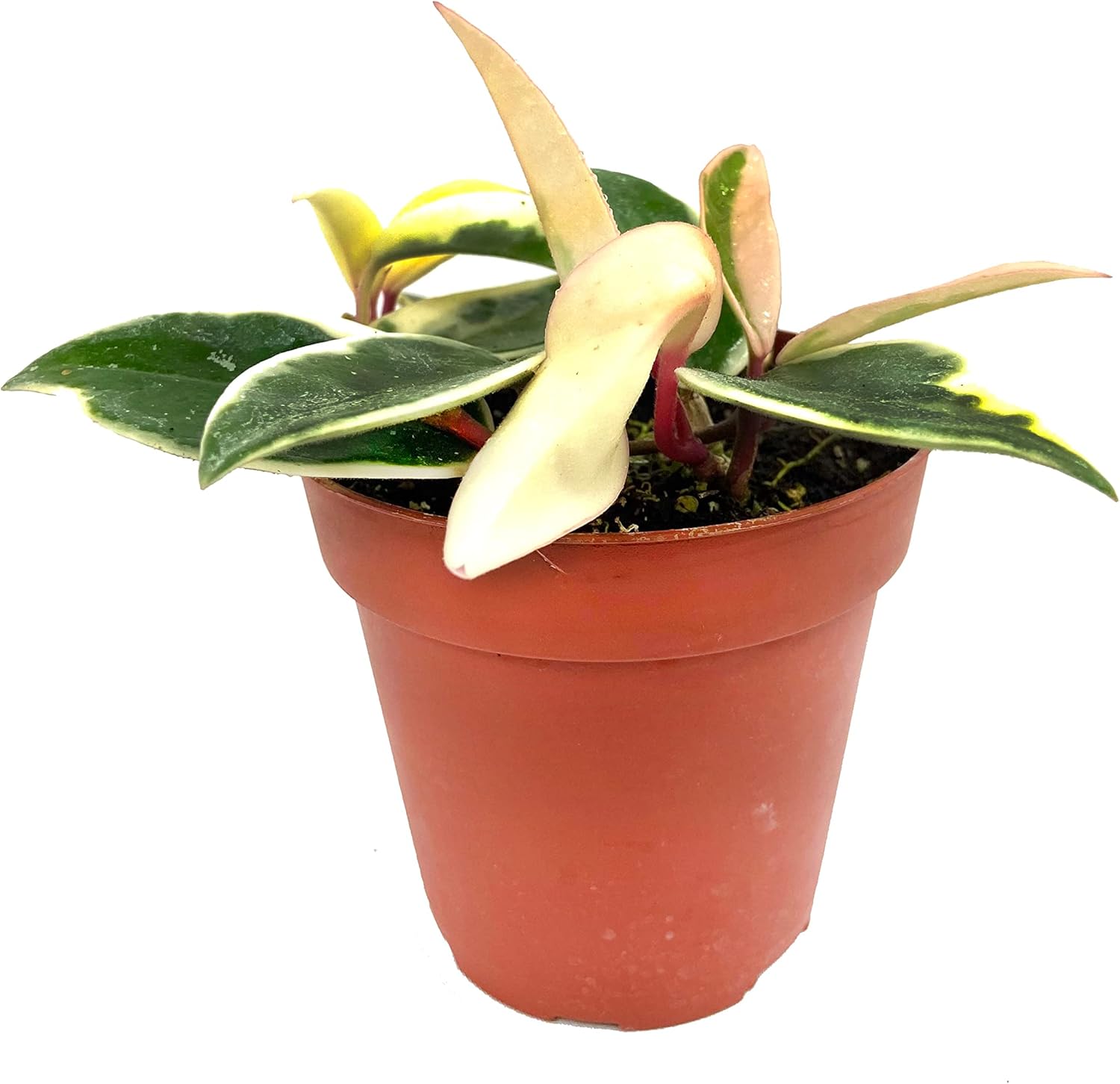 Amazon.com : Hoya Krimson Queen - 5 Live Plants in 4 Inch Pots - Hoya ...