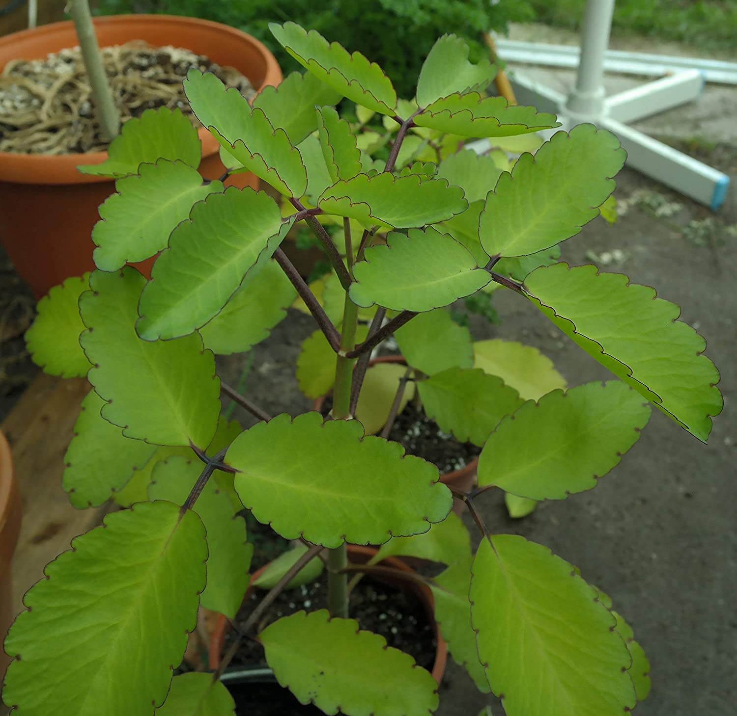 Garden Panfuti/Bryophyllum Pinnatum/Miracle Leaf Plant/Patharchatta ...