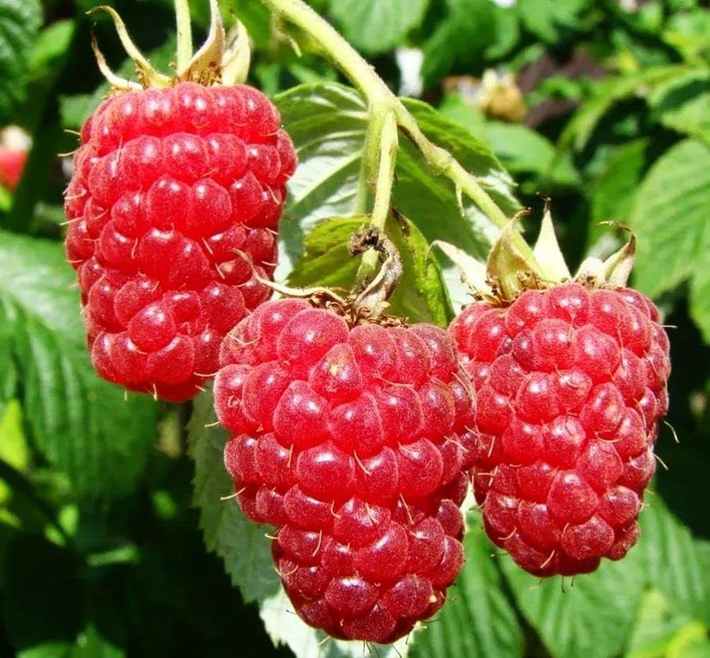 Amazon.com : 200+ Red Raspberry Seeds for Planting : Patio, Lawn & Garden